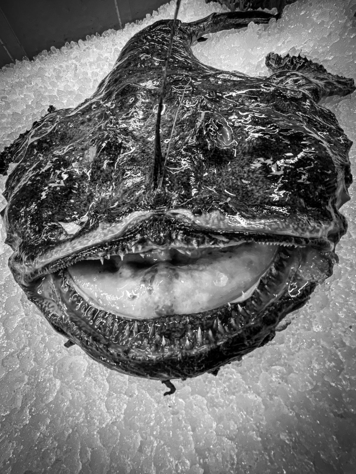 Monkfish | Waterfront Seafood Direct